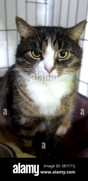 A homeless stray cat inside a cage at an animal shelter while waiting ...