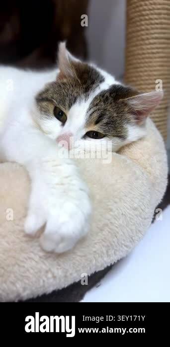 A homeless stray cat resting peacefully inside an animal shelter in a ...