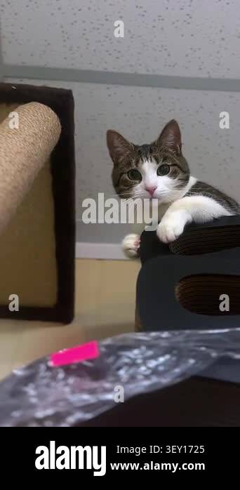 A homeless stray cat playing inside an animal shelter in a safe and ...