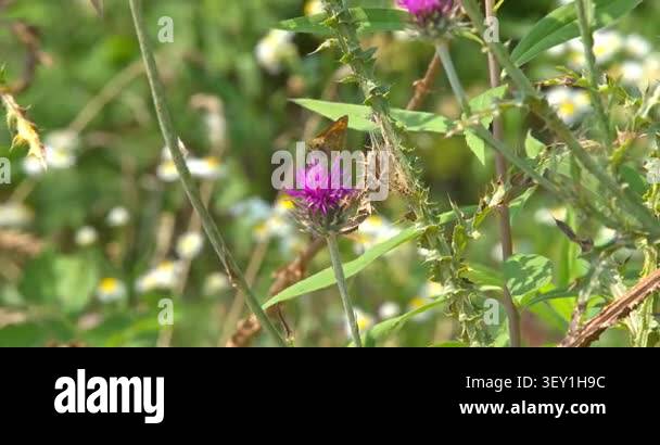 Macro - Butterfly on a lilac flower Stock Video Footage - Alamy