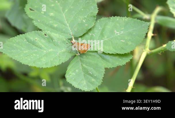 Macro - Butterfly on a leaf Stock Video Footage - Alamy