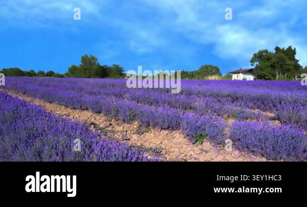 Among Purple waves of the Lavender Fields Stock Video Footage - Alamy