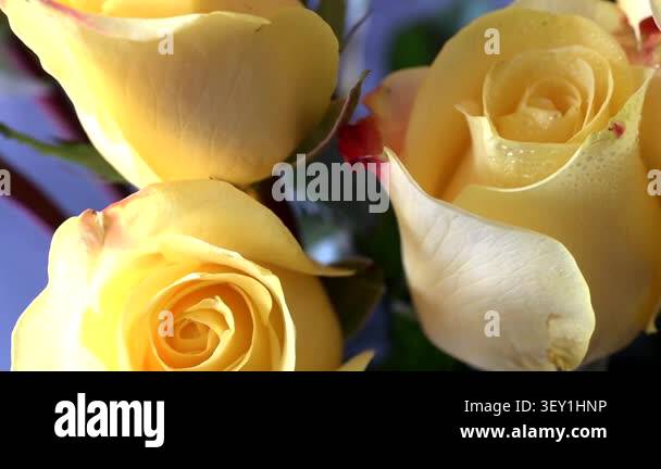 Fresh yellow rose flower bud with red edge petals and water droplets in ...