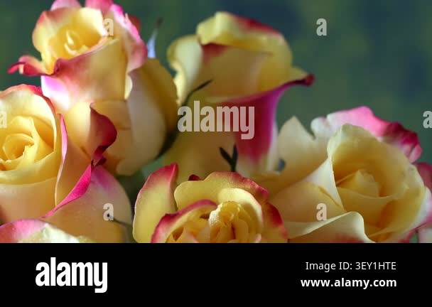 Yellow rose bud with red edge petals covered in water droplets macro ...