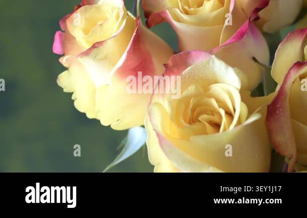 Macro close up of blooming yellow rose bud with red edge petals and ...