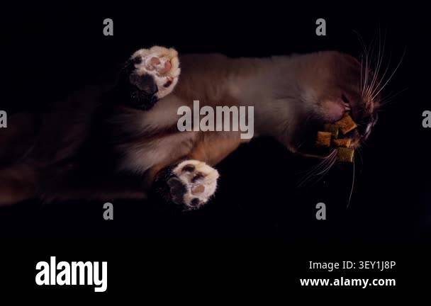 Siamese Cat Eating Dry Food from Human Hand through Transparent Glass ...