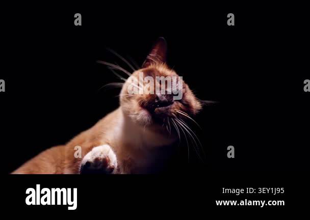 Focused Siamese Cat Chewing Dry Food through Transparent Glass, Bottom ...