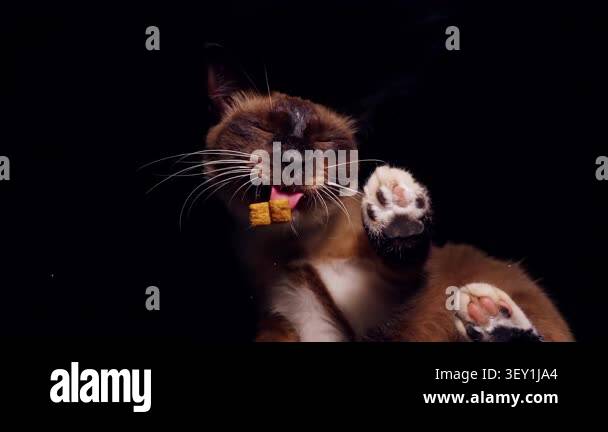 Trusting Siamese Cat Taking Dry Food from Human Hand through ...