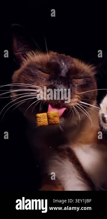 Vertical video. Trusting Siamese Cat Taking Dry Food from Human Hand ...
