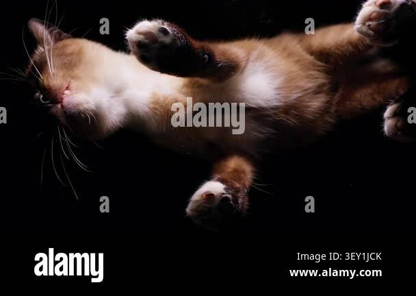 Playful Siamese Cat Licking Lips while Eating Dry Food through ...