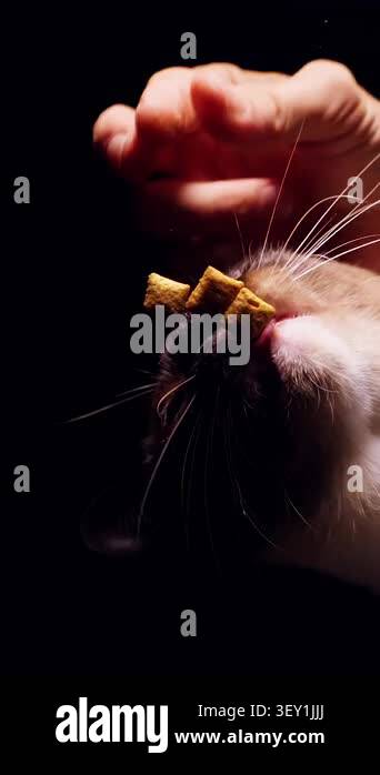 Vertical video. Gentle Hand Offering Dry Food to Siamese Cat through ...