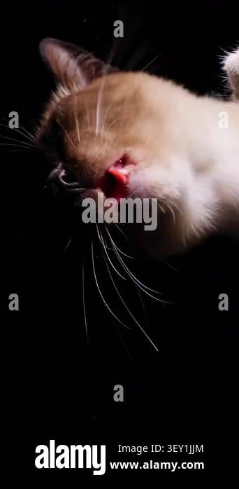 Vertical video. Playful Siamese Cat Licking Lips while Eating Dry Food ...
