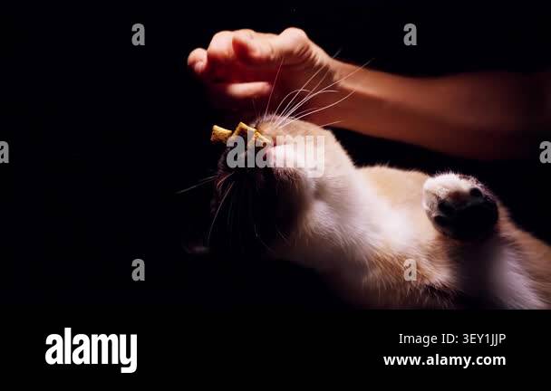 Gentle Hand Offering Dry Food to Siamese Cat through Transparent Glass ...