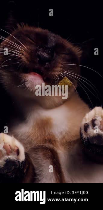 Vertical video. Playful Siamese Cat Catching Dry Food with Tongue ...
