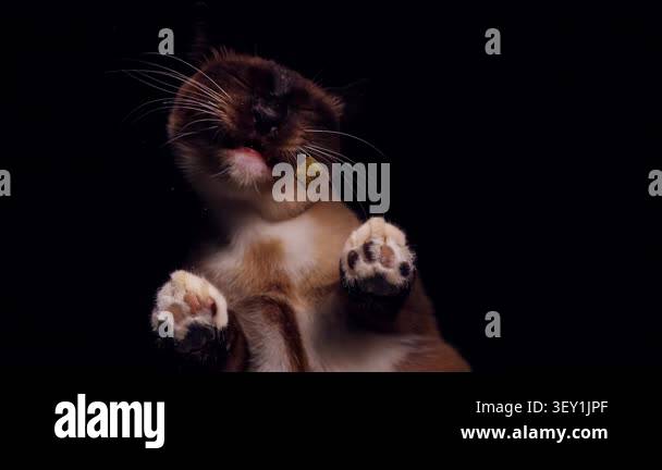 Playful Siamese Cat Catching Dry Food with Tongue through Transparent ...