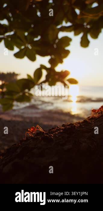 Vertical video. Low Angle View Of Ants Walking On Tree Trunk With ...