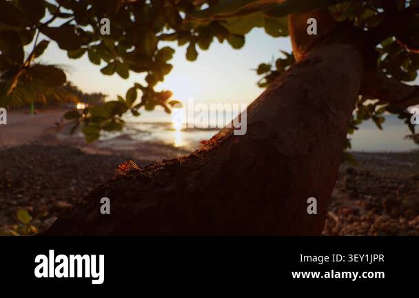 Low Angle View Of Ants Walking On Tree Trunk With Leaves And Beach ...
