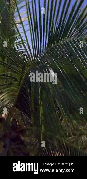 Vertical video. Drone Circling Around Tall Palm Tree With Green Hills ...