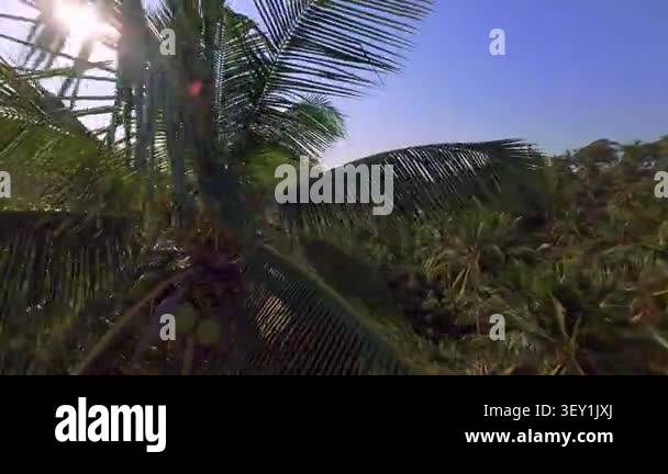Drone Circling Around Tall Palm Tree With Green Hills and Tropical ...