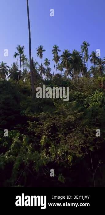 Vertical video. Drone Moving Across Palm Tree Field and Tropical ...