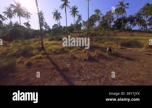 Drone Flying Over Dense Tropical Jungle With Palm Trees and Bright ...