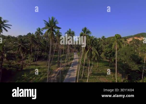 Aerial Drone View of Tropical Road Winding Through Tall Palm Trees and ...