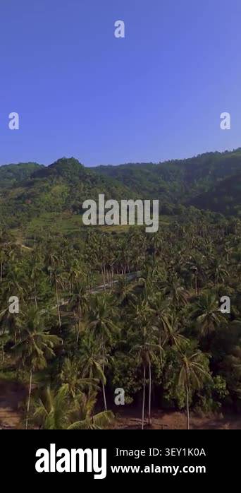 Vertical video. Aerial View of Tropical Hills Covered With Palm Trees ...