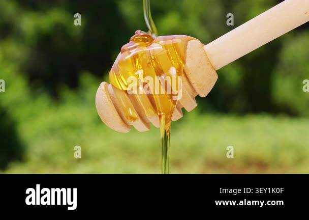 Thick Golden Honey Dripping From Wooden Dipper In Close Up Against Soft ...