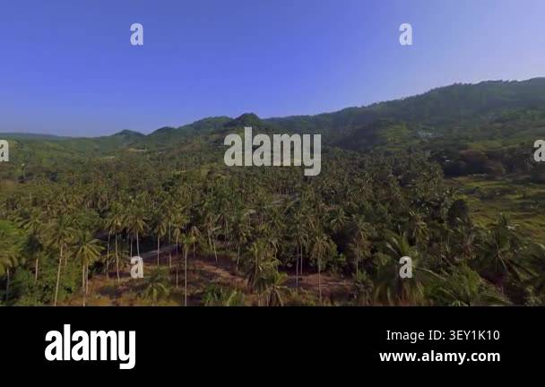 Aerial View of Tropical Hills Covered With Palm Trees and Dense Green ...