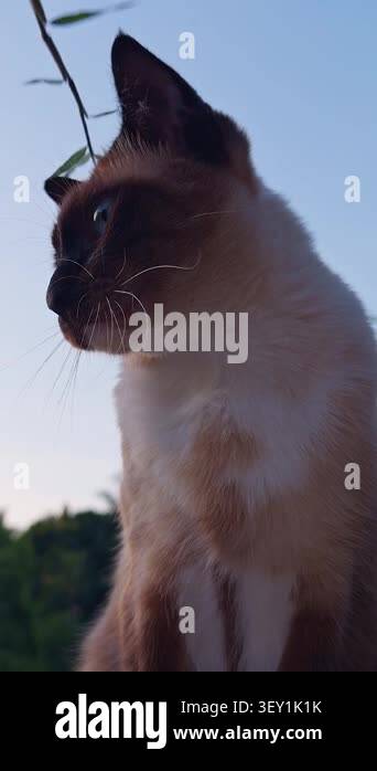 Vertical video. Low Angle View Cat Getting Hit By Green Plant Stem ...