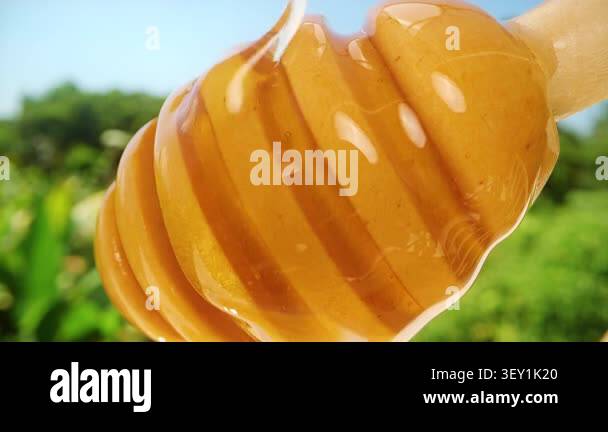 Golden Honey Sliding Down Along Wooden Dipper Grooves With Camera ...