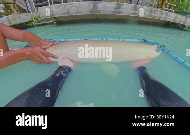 First Person View Large Alligator Gar Fish Slipping From Hands Into ...