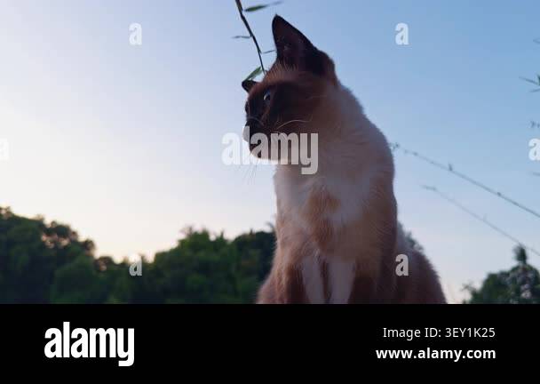 Low Angle View Cat Getting Hit By Green Plant Stem Across Face, Leaves ...