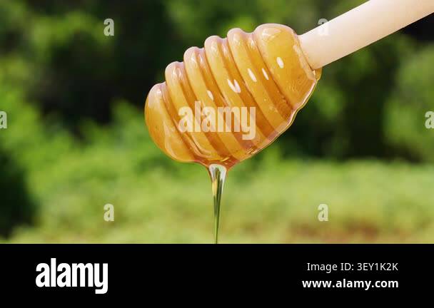 Thin Stream Of Golden Honey Flowing Down From Wooden Dipper With Camera ...