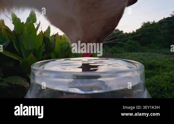 Close Up Low Angle View Cat Drinking Water From Glass Jar Outdoors ...