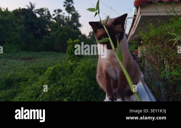 Cat Playing With Green Plant Stem On Balcony Edge, Paw Touching Leaves ...