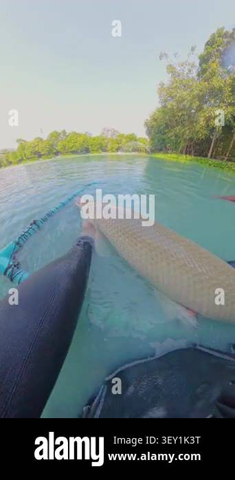 Vertical video. First Person View Releasing Large Alligator Gar Fish ...