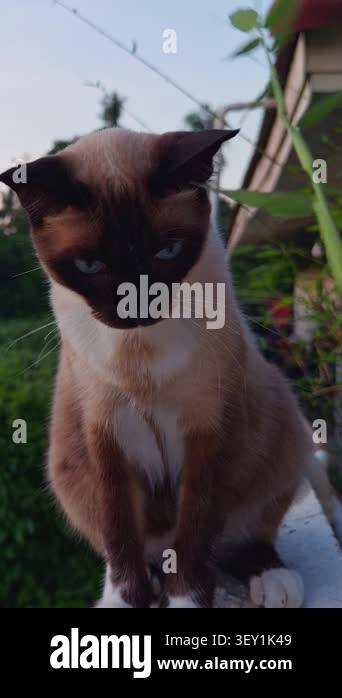Vertical video. Cat Playing With Green Plant Stem On Balcony Edge, Paw ...