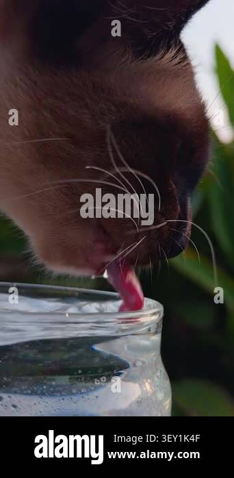 Vertical video. Side View Close Up Cat Licking Water From Glass Jar ...