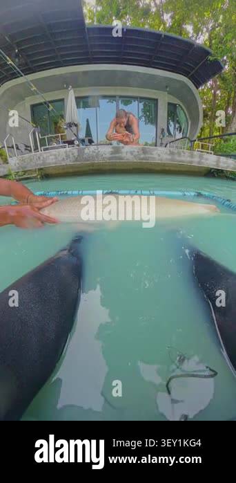 Vertical video. First Person View Hands Holding Large Alligator Gar ...