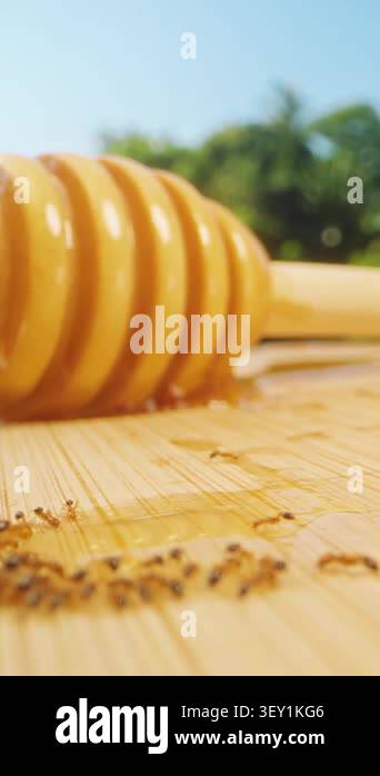 Vertical video. Ants Feeding On Golden Honey On Wooden Board With Honey ...