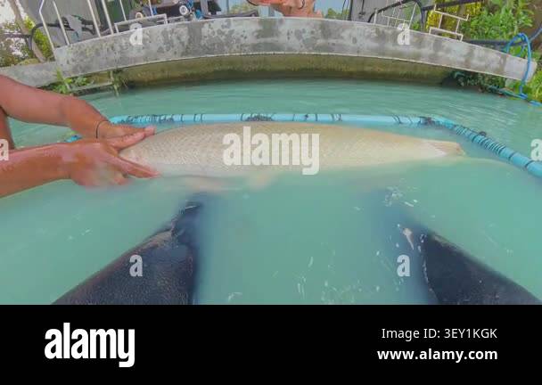 First Person View Hands Holding Large Alligator Gar Fish Above Water ...