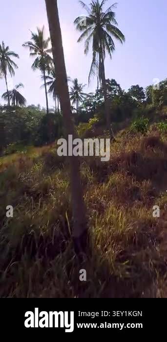Vertical video. Drone Flying Over Dense Tropical Jungle With Palm Trees ...
