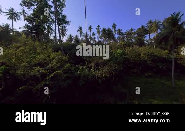 Drone Moving Across Palm Tree Field and Tropical Landscape With Clear ...