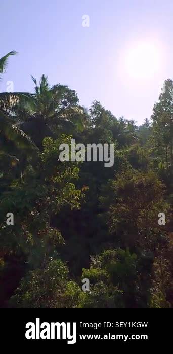 Vertical video. Aerial Drone View Over Dense Tropical Forest With Palm ...