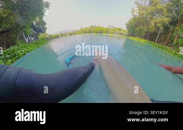 First Person View Releasing Large Alligator Gar Fish Into Clear Pond ...
