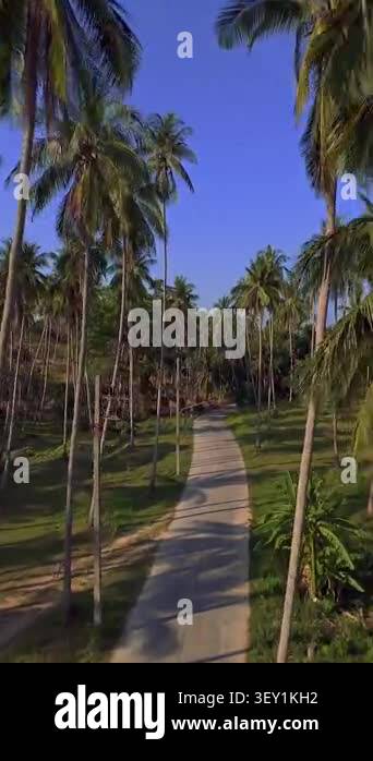 Vertical video. Aerial Drone View of Tropical Road Winding Through Tall ...