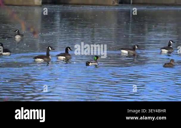 Canada Geese (Branta canadensis) are swimming in the Delaware and ...