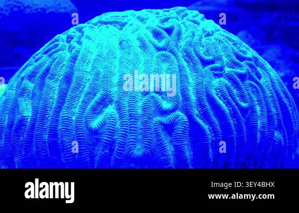 Brain coral of the genus Platygyra or Lobophyllia. This coral belongs ...