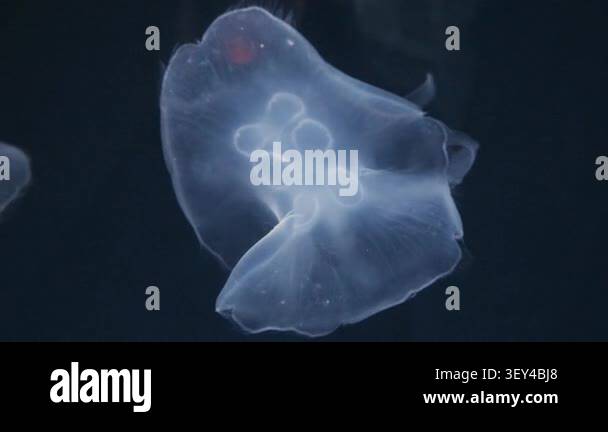 A morphological mutation in the moon jellyfish, Aurelia aurita ...